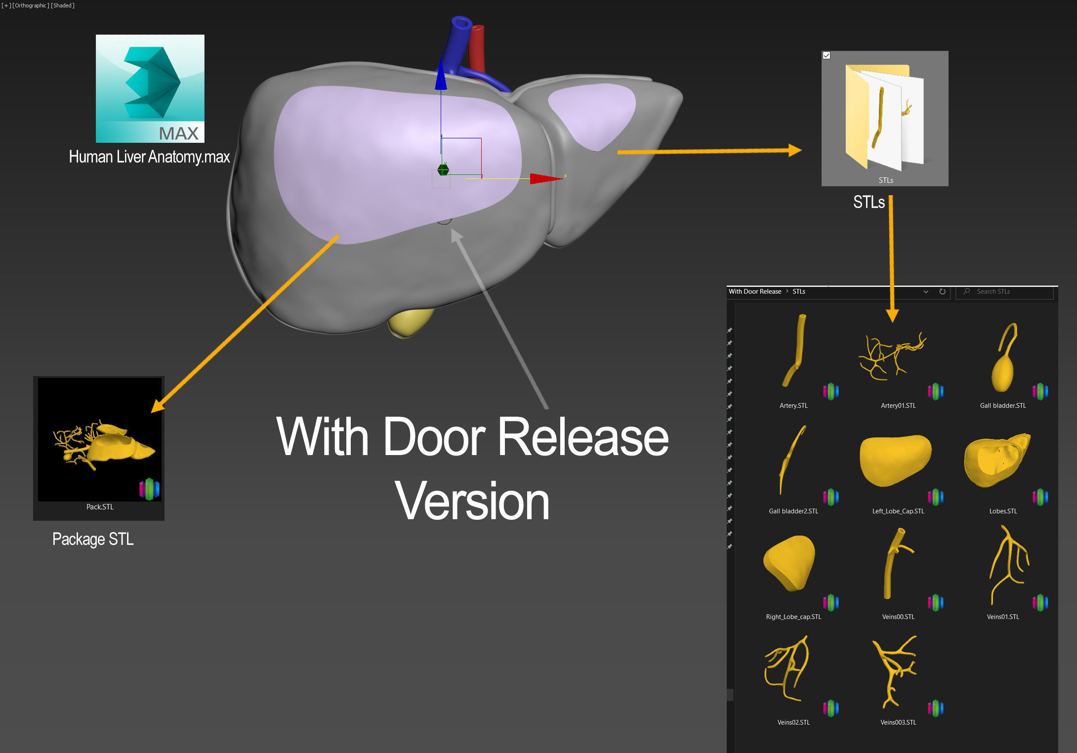 Printable Human Liver Anatomy 3 in1 3D model 3D printable | CGTrader