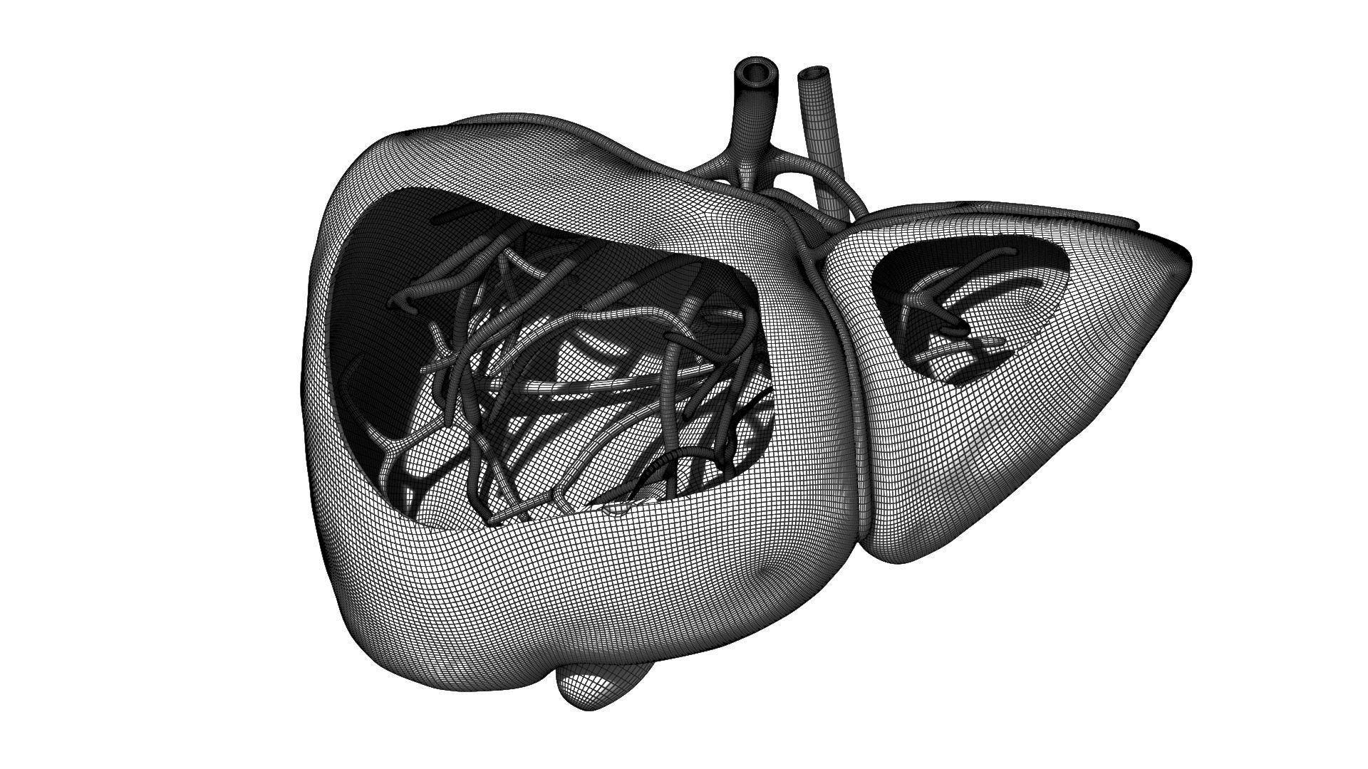 Printable Human Liver Anatomy 3 in1 3D model 3D printable | CGTrader