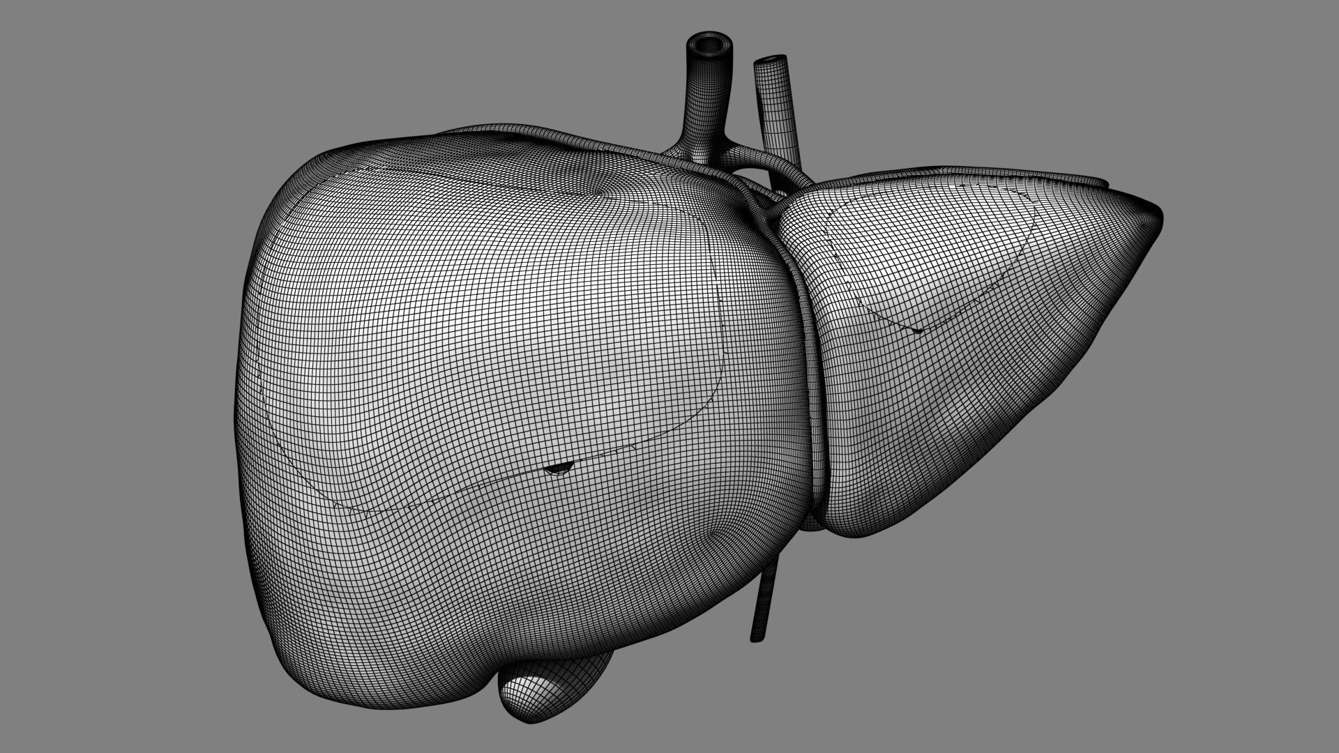 Printable Human Liver Anatomy 3 in1 3D model 3D printable | CGTrader