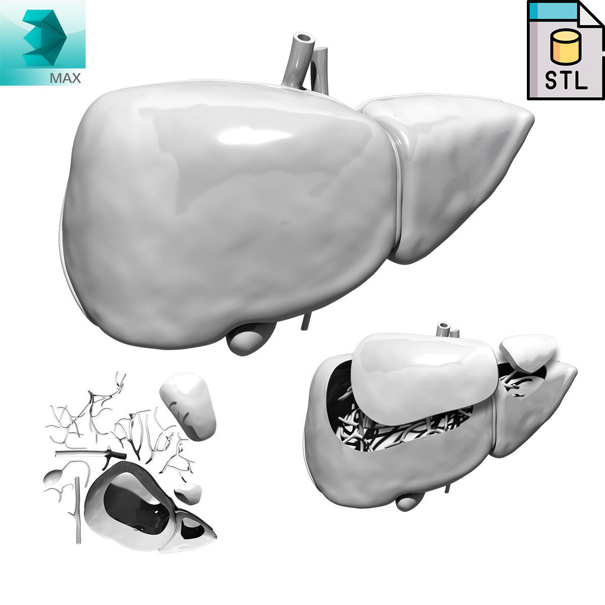 Printable Human Liver Anatomy 3 in1 3D model 3D printable | CGTrader