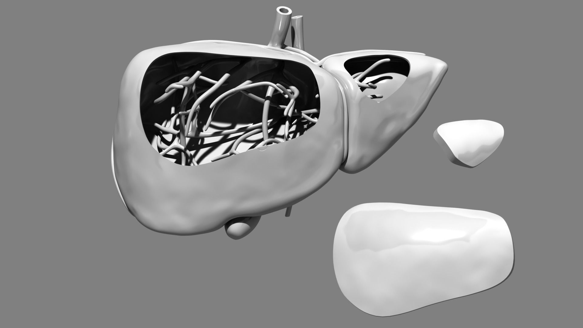 Printable Human Liver Anatomy 3 in1 3D model 3D printable | CGTrader