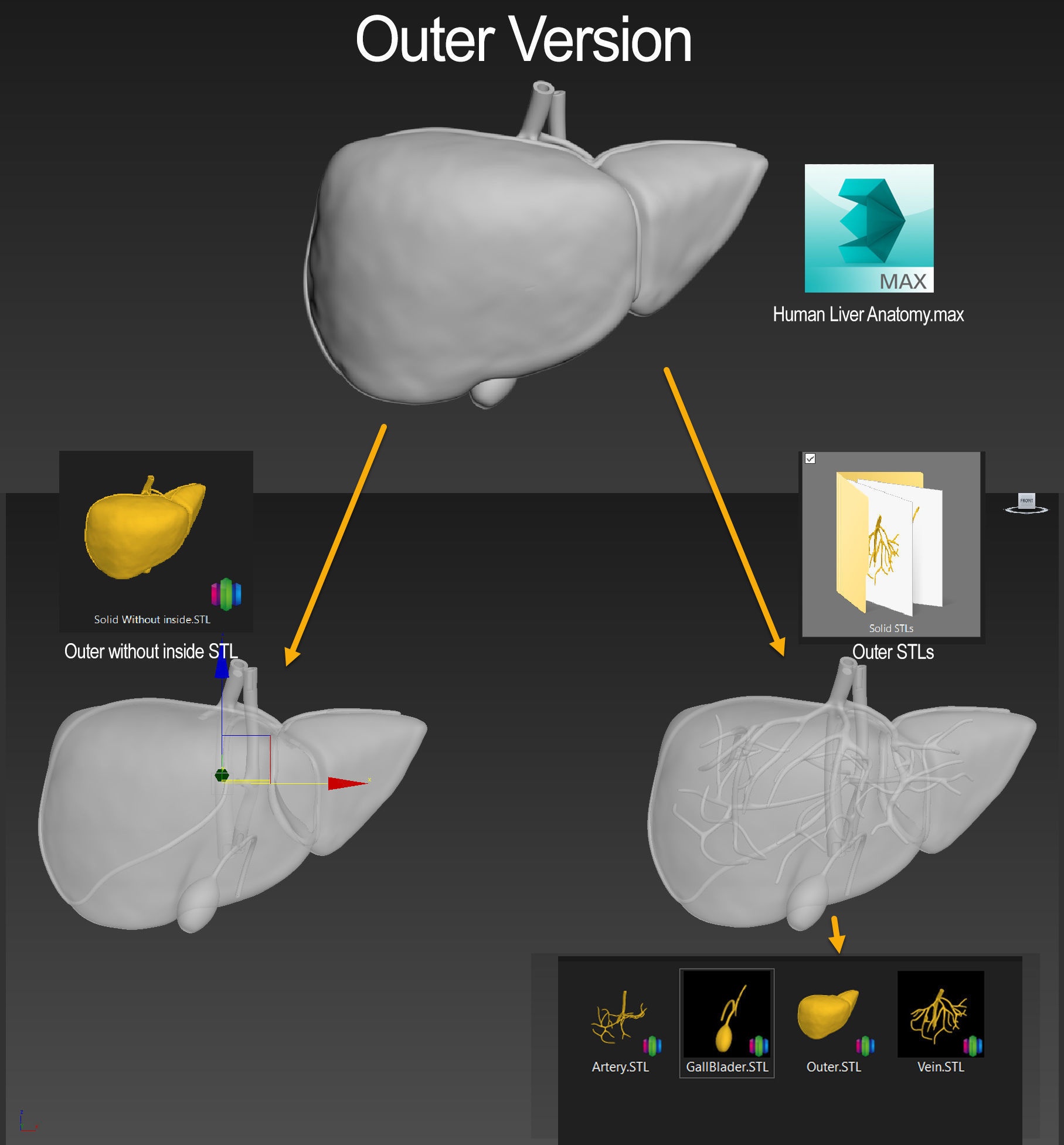 Printable Human Liver Anatomy 3 in1 3D model 3D printable | CGTrader