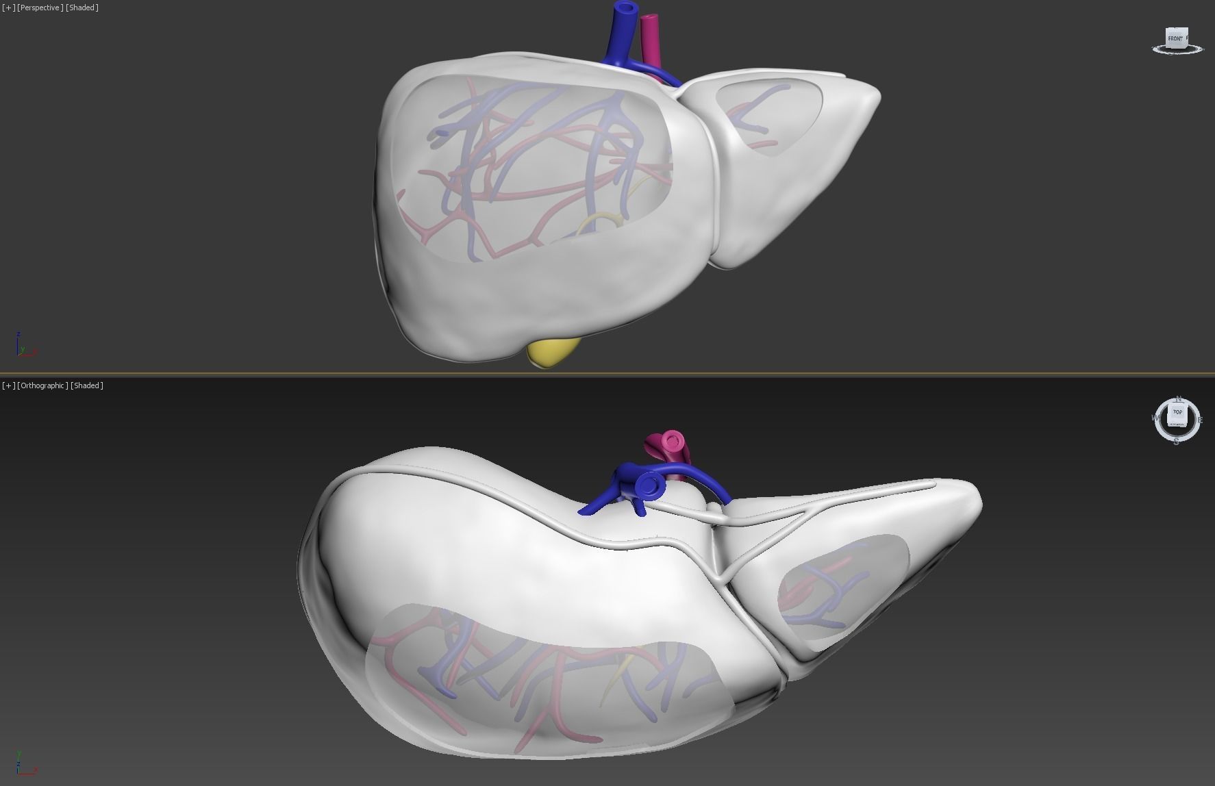 Printable Human Liver Anatomy 3 in1 3D model 3D printable | CGTrader