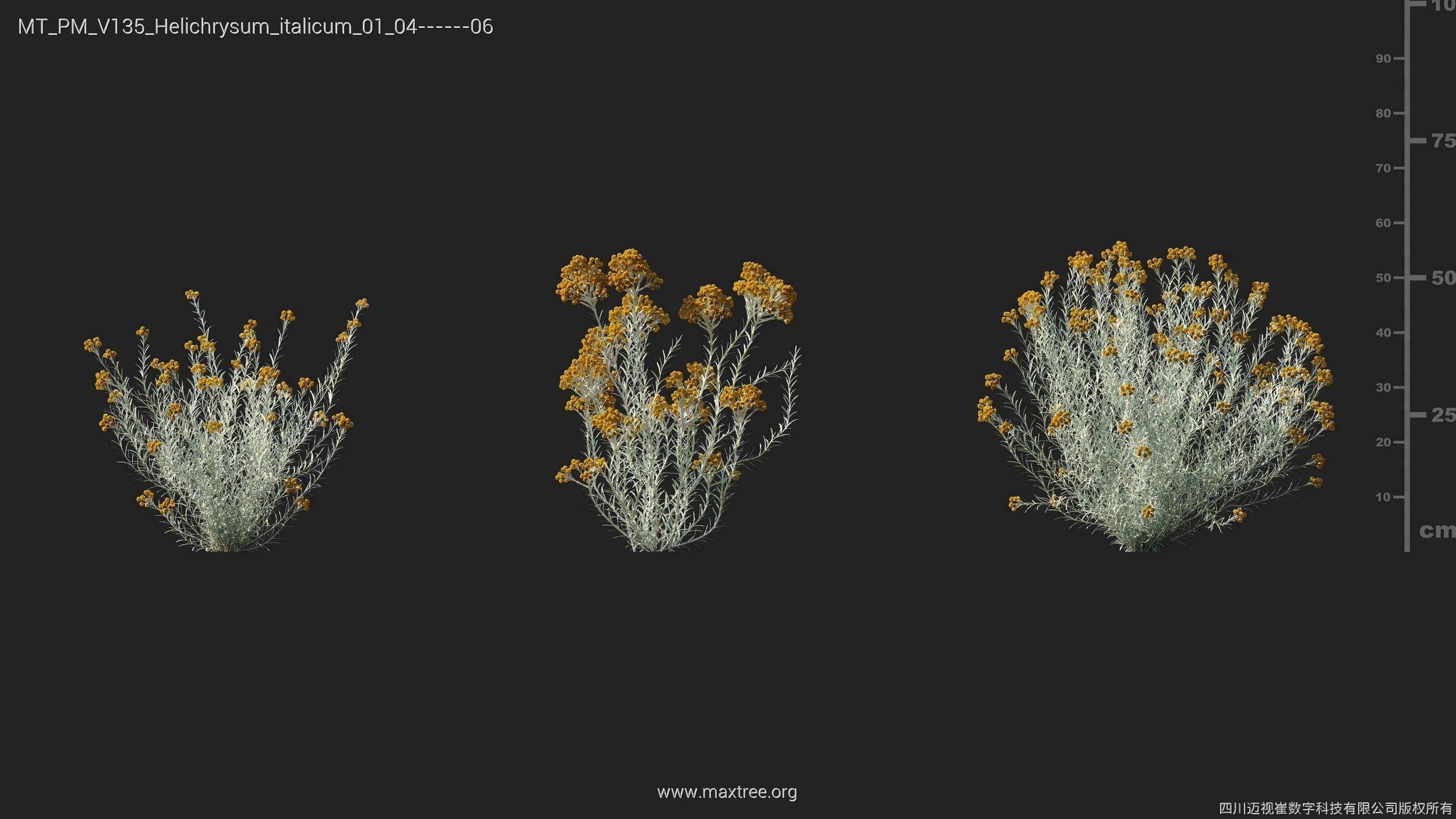 Maxtree Plant Models Vol 135 - Mesh 3D model | CGTrader