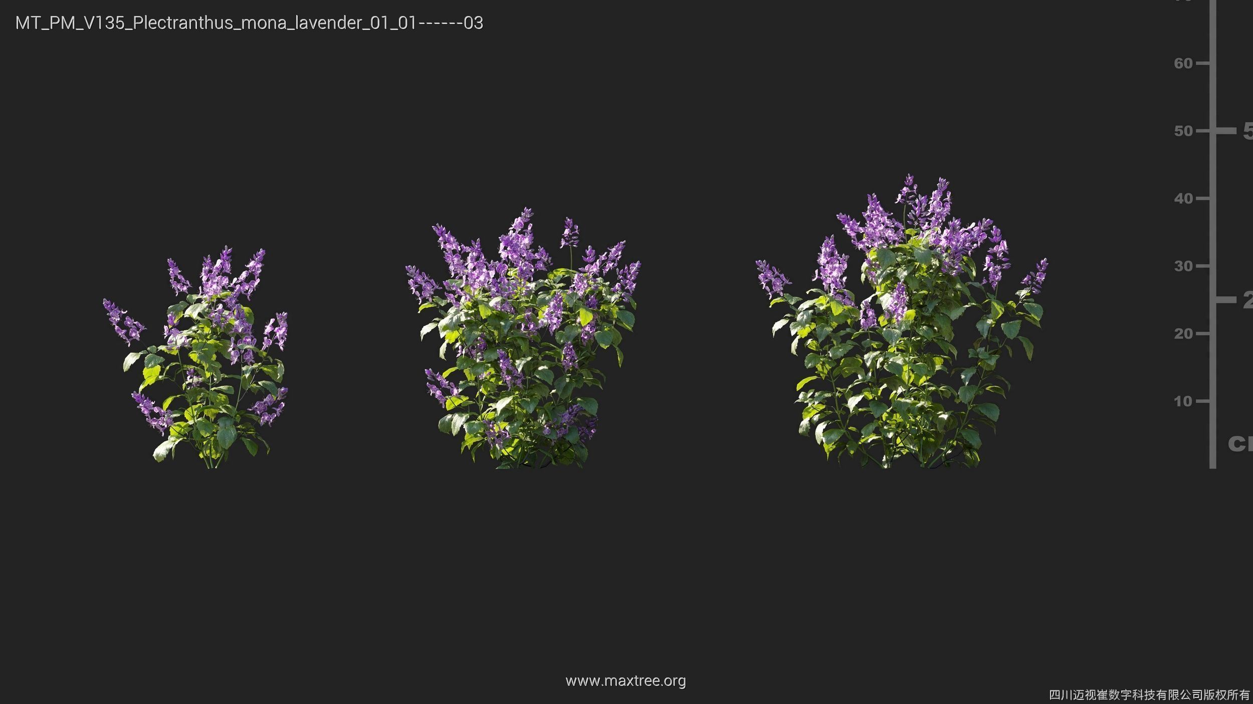 Maxtree Plant Models Vol 135 - Mesh 3D model | CGTrader