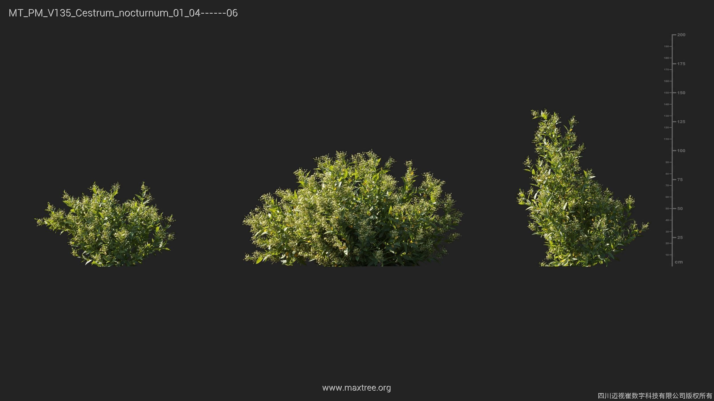 Maxtree Plant Models Vol 135 - Mesh 3D model | CGTrader