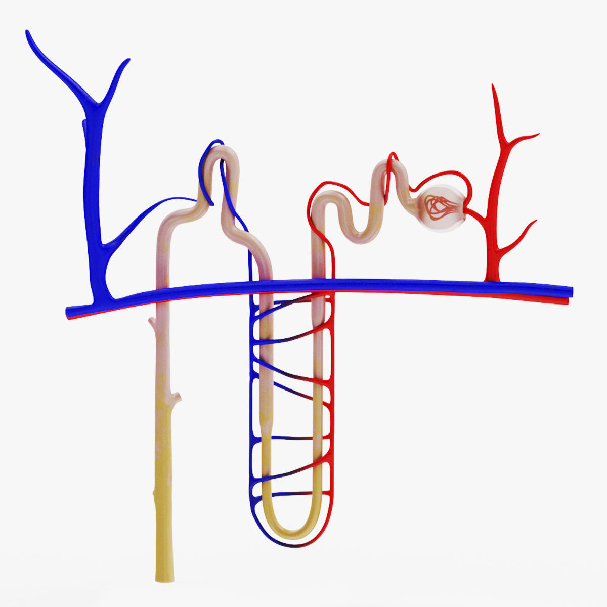 Printable Nephron Anatomy 3D model 3D printable | CGTrader