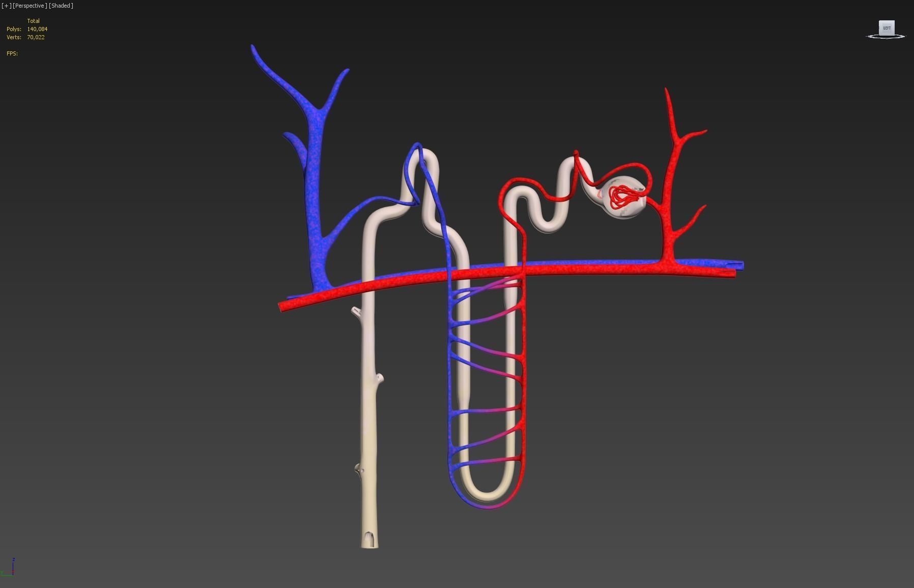 Printable Nephron Anatomy 3D model 3D printable | CGTrader