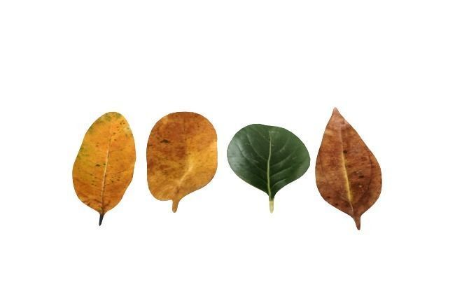 Autumn leaf model Download 3D leaf model Autumn yellow leaf 3D model 3D ...
