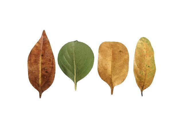 Autumn leaf model Download 3D leaf model Autumn yellow leaf 3D model 3D ...