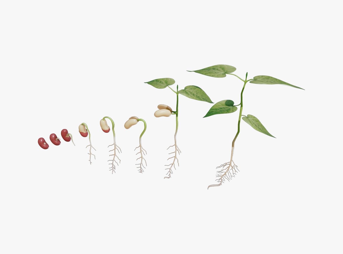 Process Of Seed Germination 3D model | CGTrader