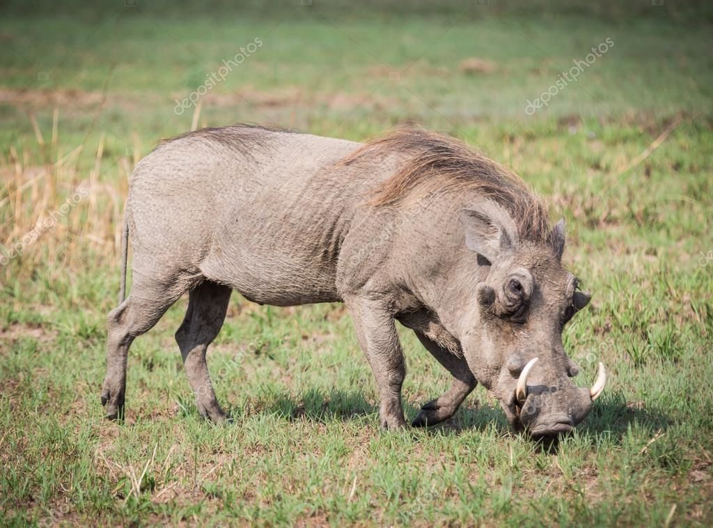 3D model model-african-boar-head-3ds-max VR / AR / low-poly | CGTrader