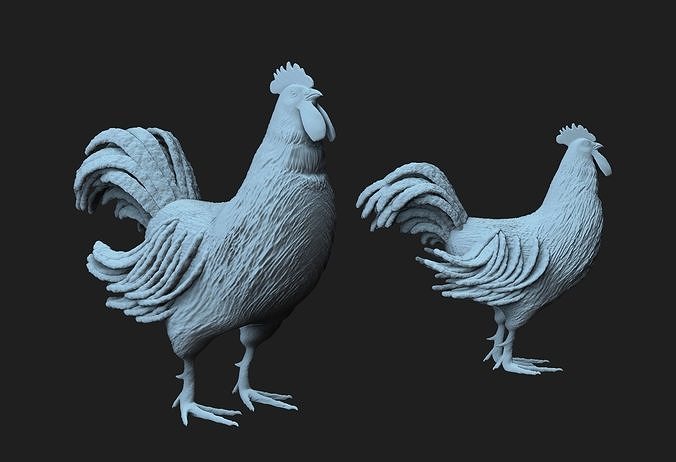 rooster 3D model | CGTrader