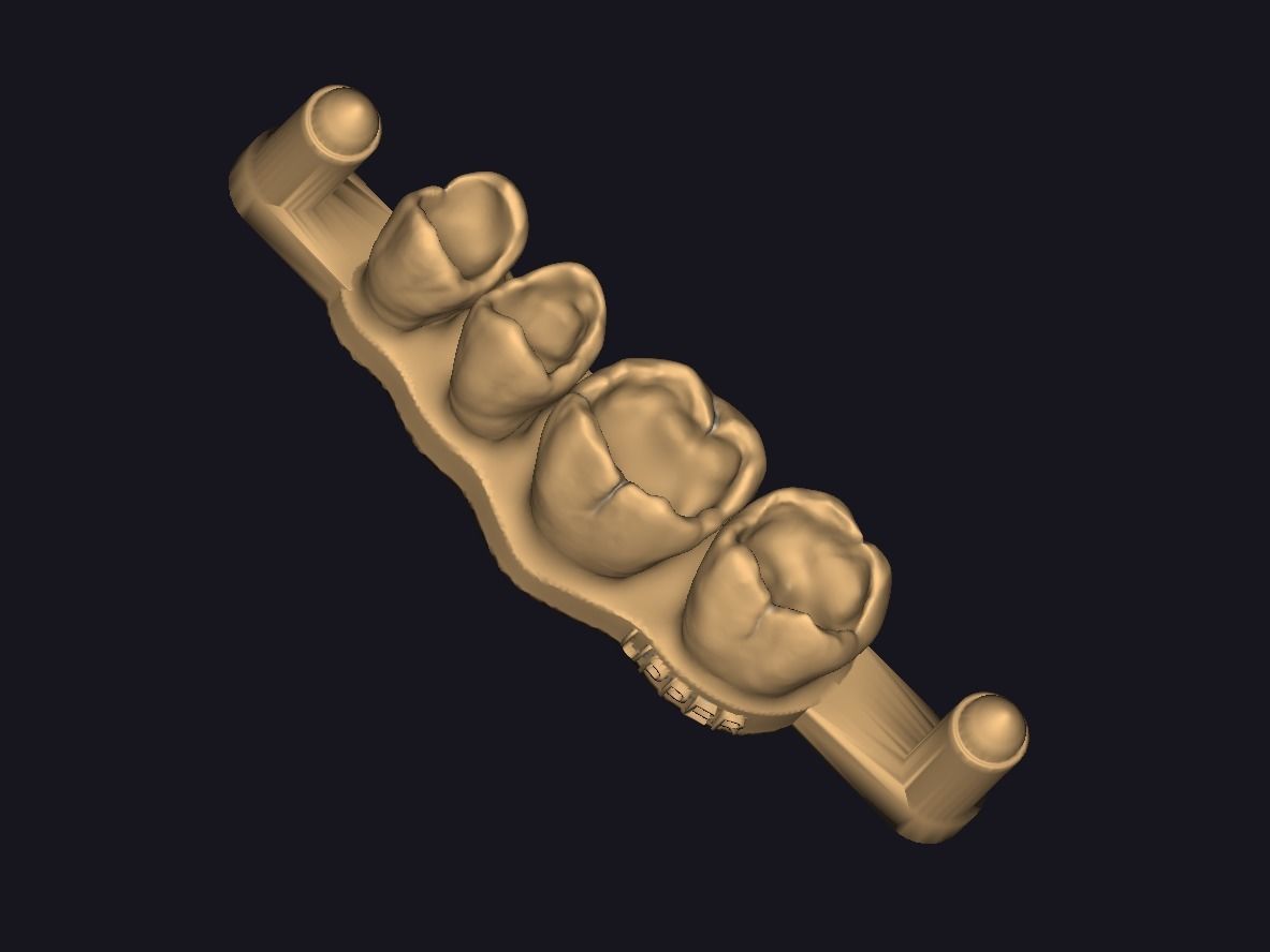 Dental training model Dental Sample model 3D print model 3D model 3D ...