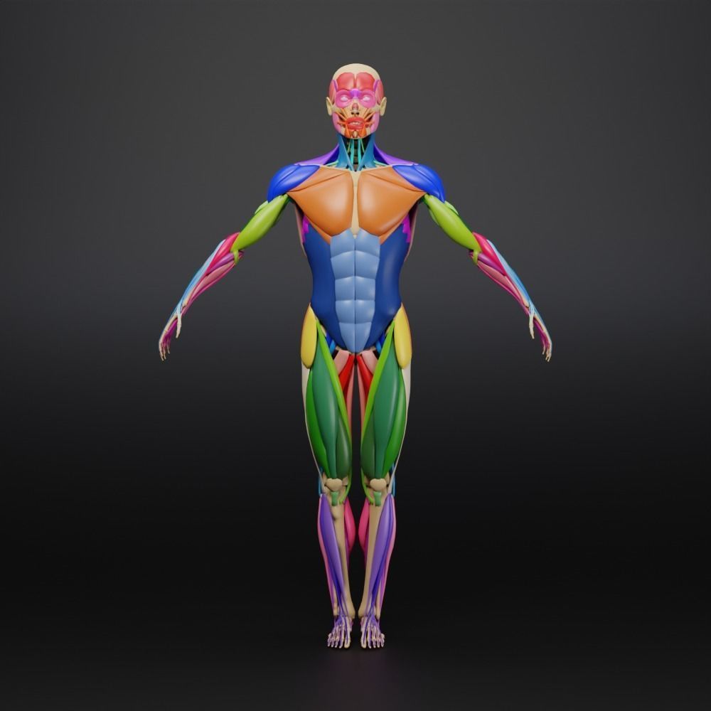 3D model Muscle Anatomy Visualized - Ecorche VR / AR / low-poly | CGTrader