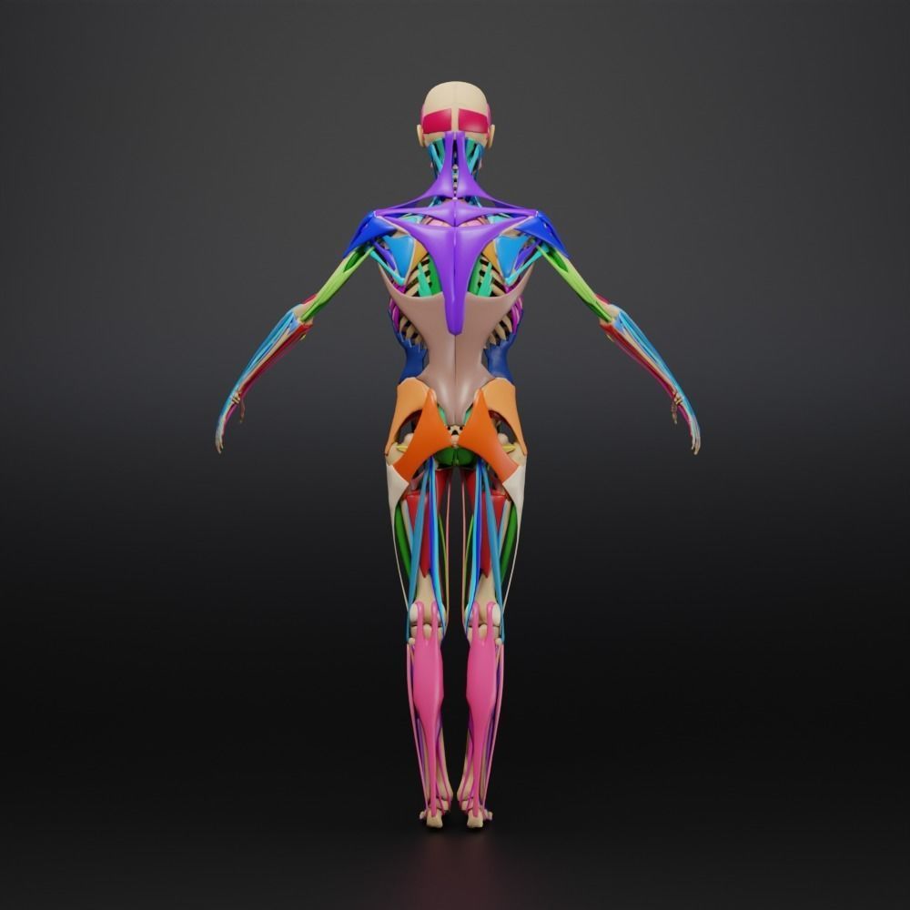 3D model Muscle Anatomy Visualized - Ecorche VR / AR / low-poly | CGTrader
