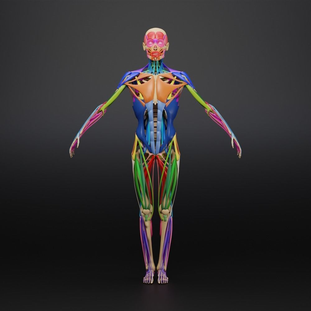 3D model Muscle Anatomy Visualized - Ecorche VR / AR / low-poly | CGTrader