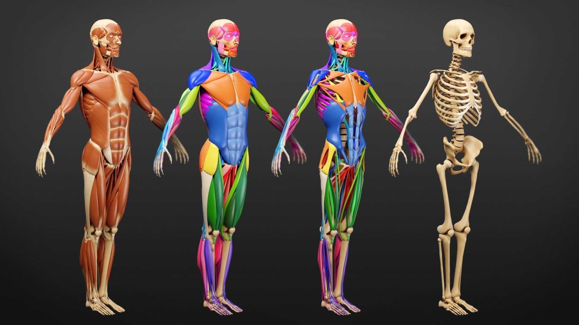 3D model Muscle Anatomy Visualized - Ecorche VR / AR / low-poly | CGTrader