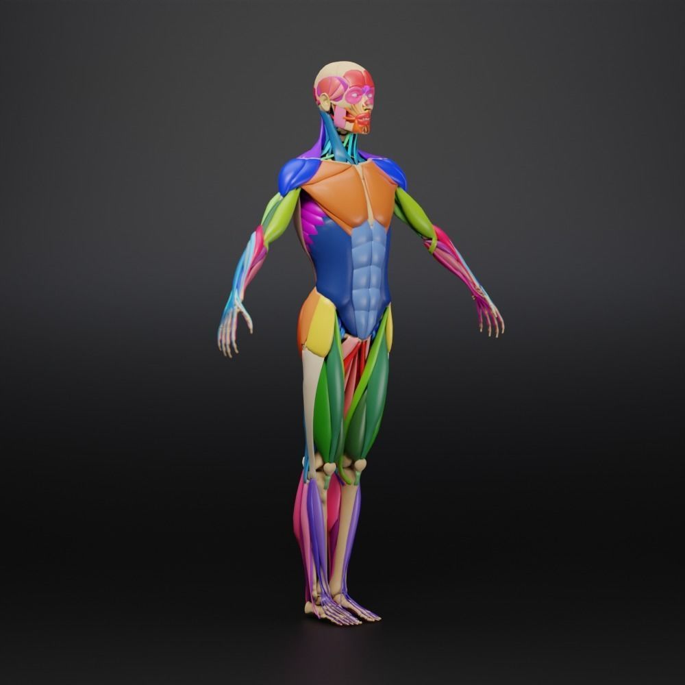 3D model Muscle Anatomy Visualized - Ecorche VR / AR / low-poly | CGTrader