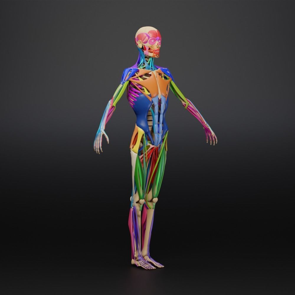3D model Muscle Anatomy Visualized - Ecorche VR / AR / low-poly | CGTrader