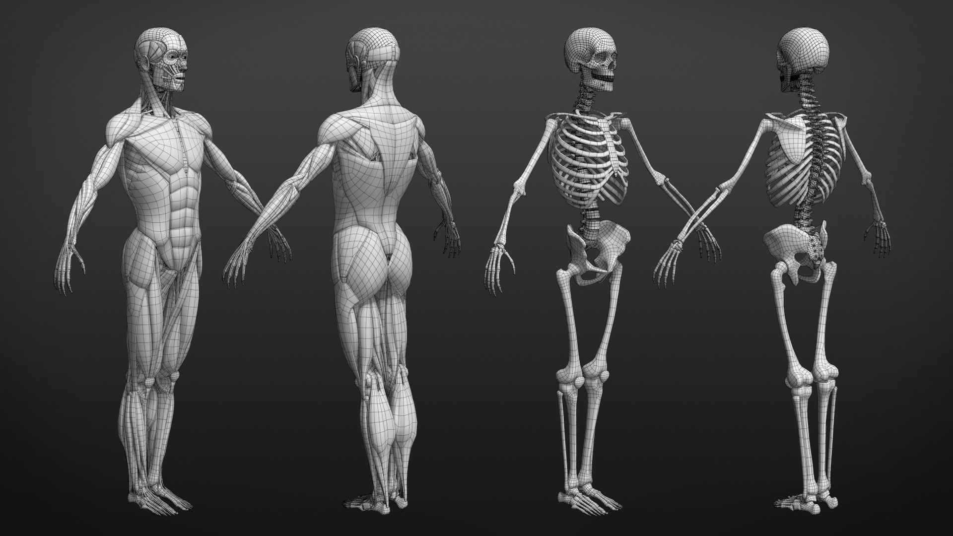 3D model Muscle Anatomy Visualized - Ecorche VR / AR / low-poly | CGTrader
