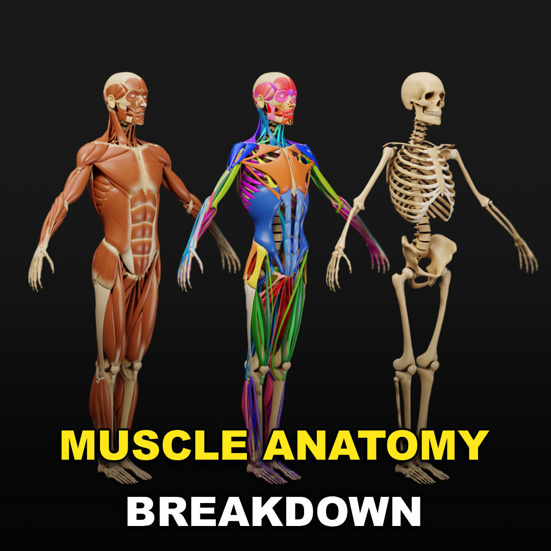 3D model Muscle Anatomy Visualized - Ecorche VR / AR / low-poly | CGTrader