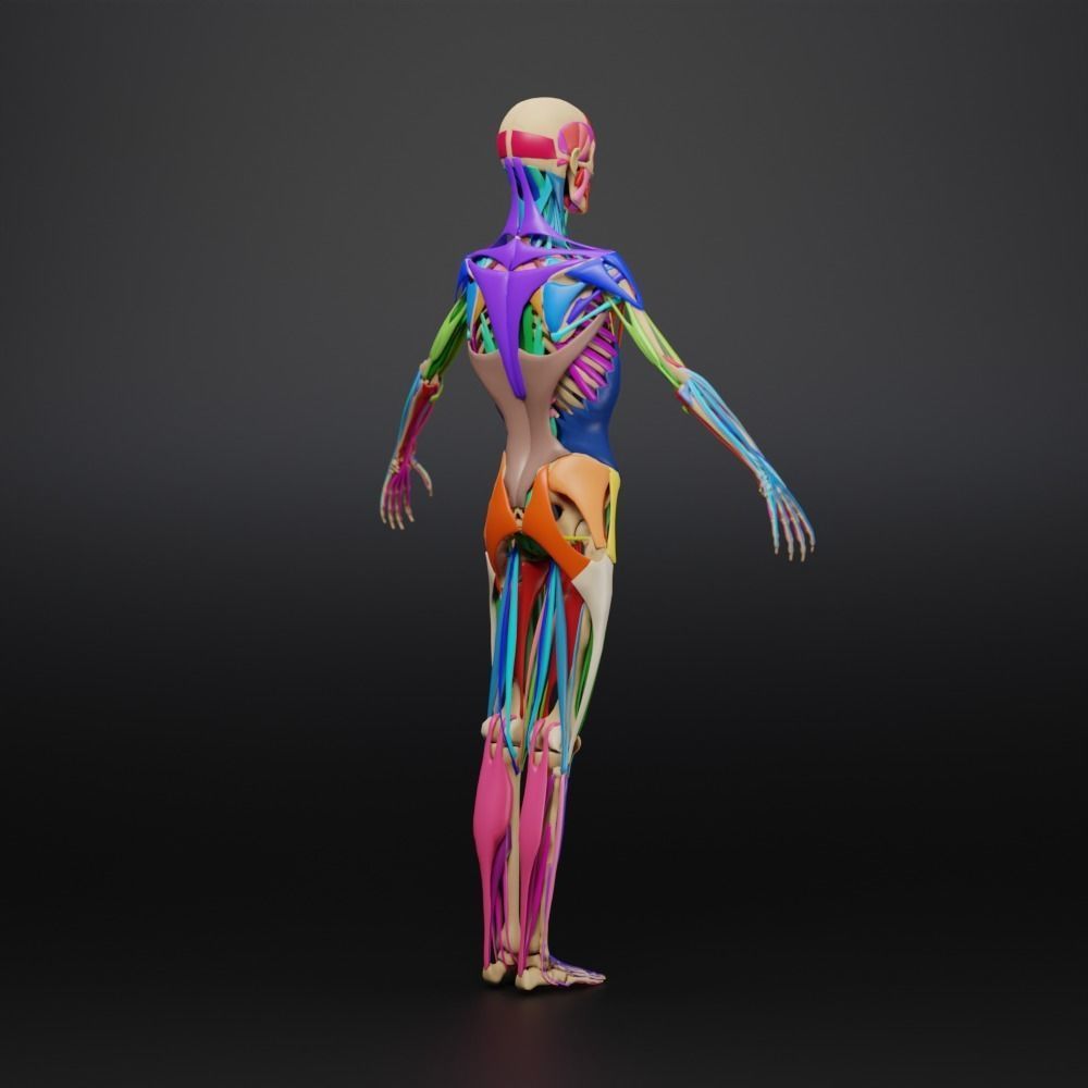 3D model Muscle Anatomy Visualized - Ecorche VR / AR / low-poly | CGTrader