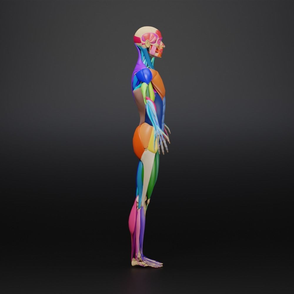 3D model Muscle Anatomy Visualized - Ecorche VR / AR / low-poly | CGTrader