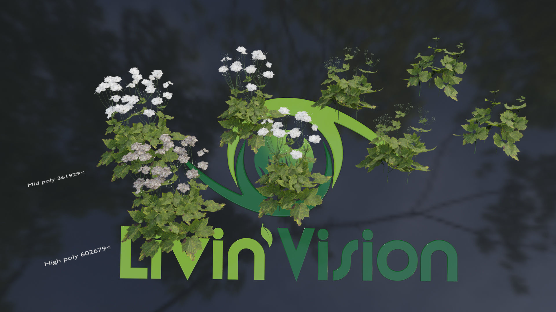 Anemone hybrida Honorine Jobert free 3D model | CGTrader