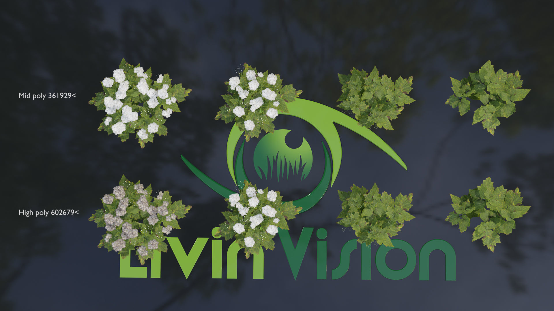 Anemone hybrida Honorine Jobert free 3D model | CGTrader