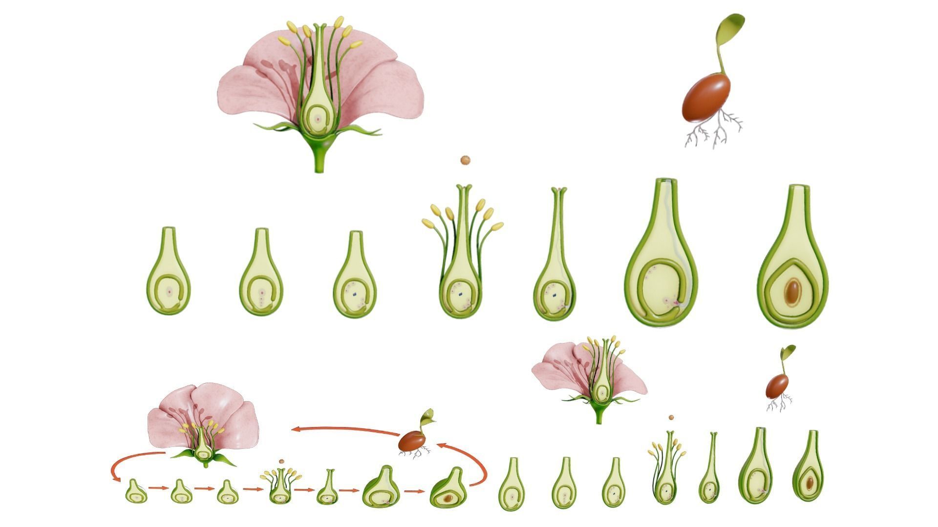 Parts of A Flower - Ovary Stages 3D model | CGTrader