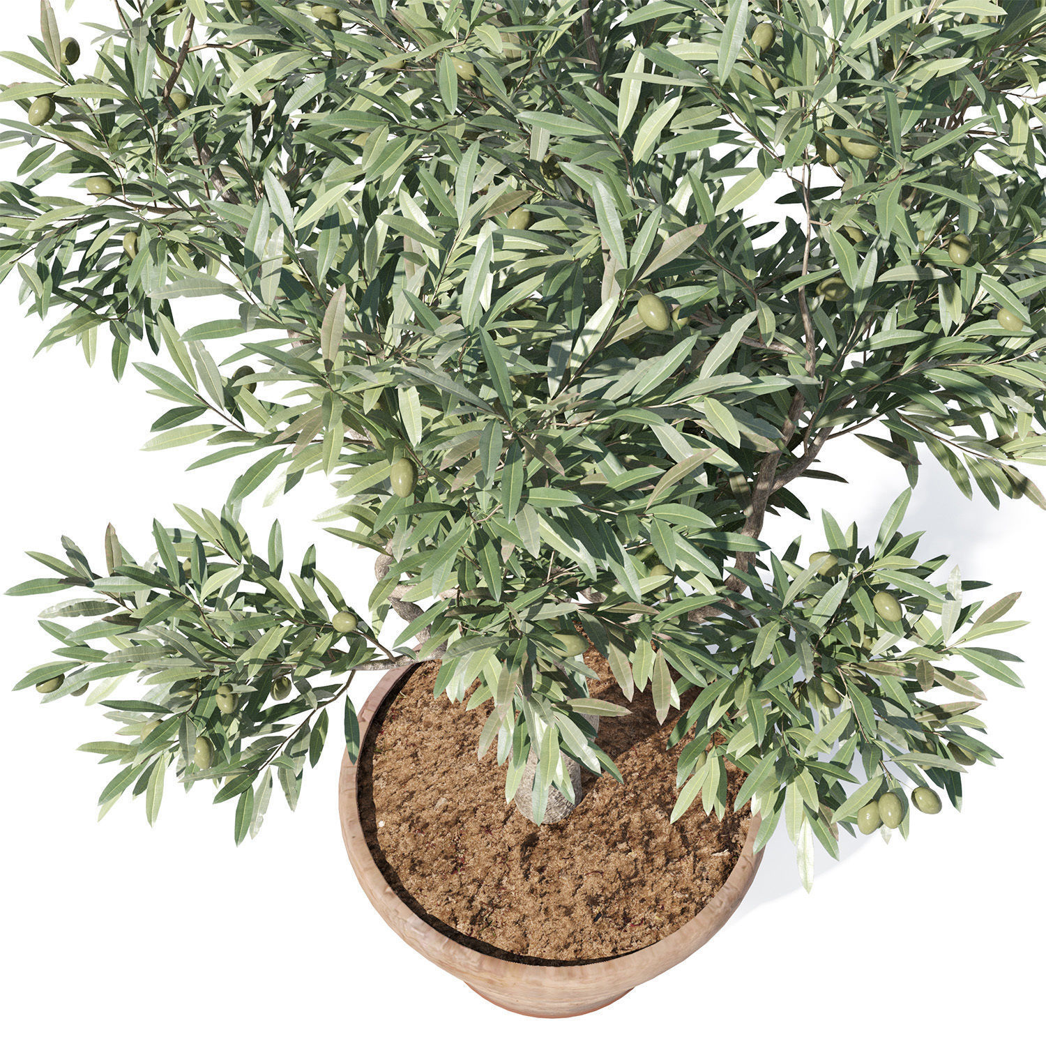 Olive tree in pot 02 3D model | CGTrader