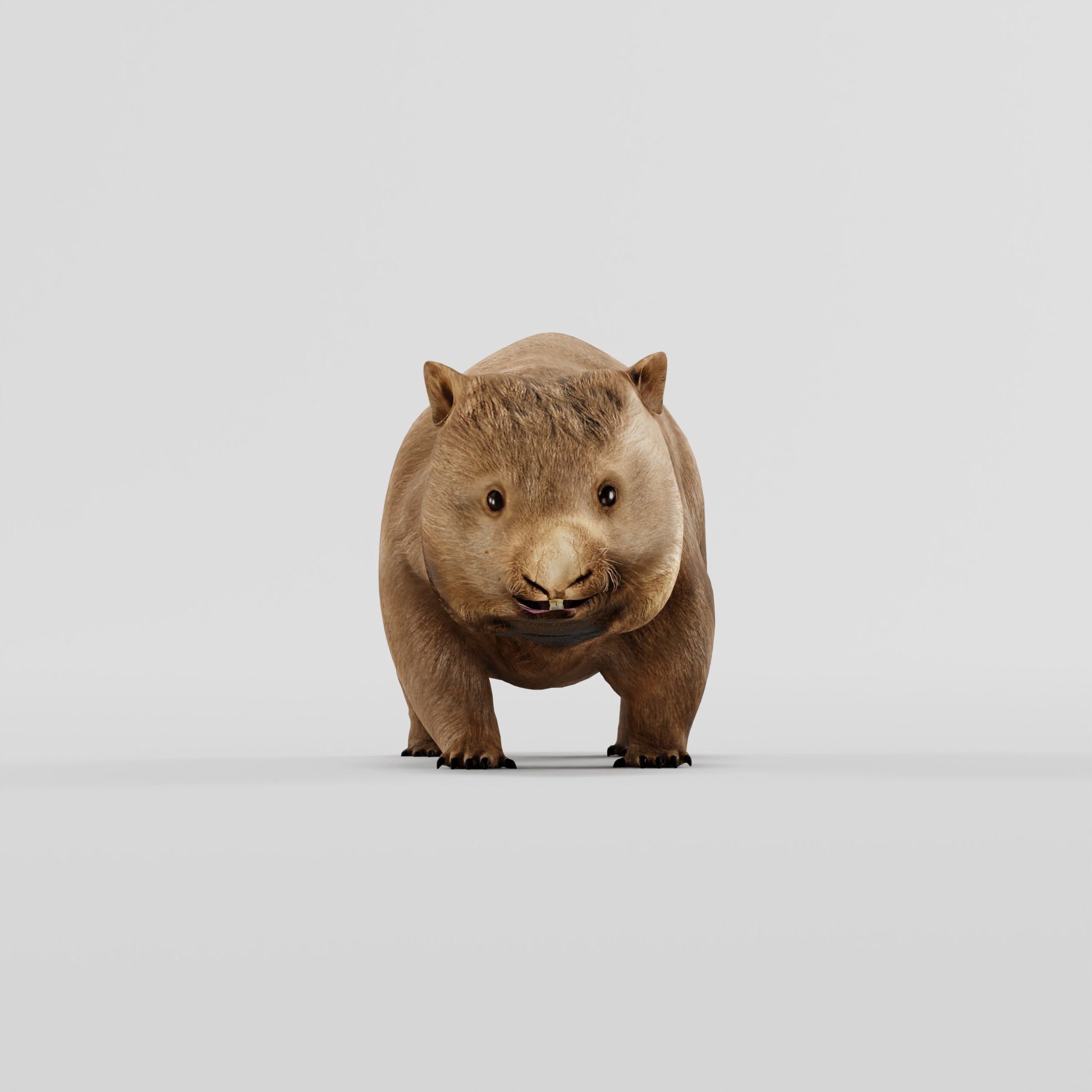 Wombats Joey Animal 3D Model 3D model animated rigged | CGTrader