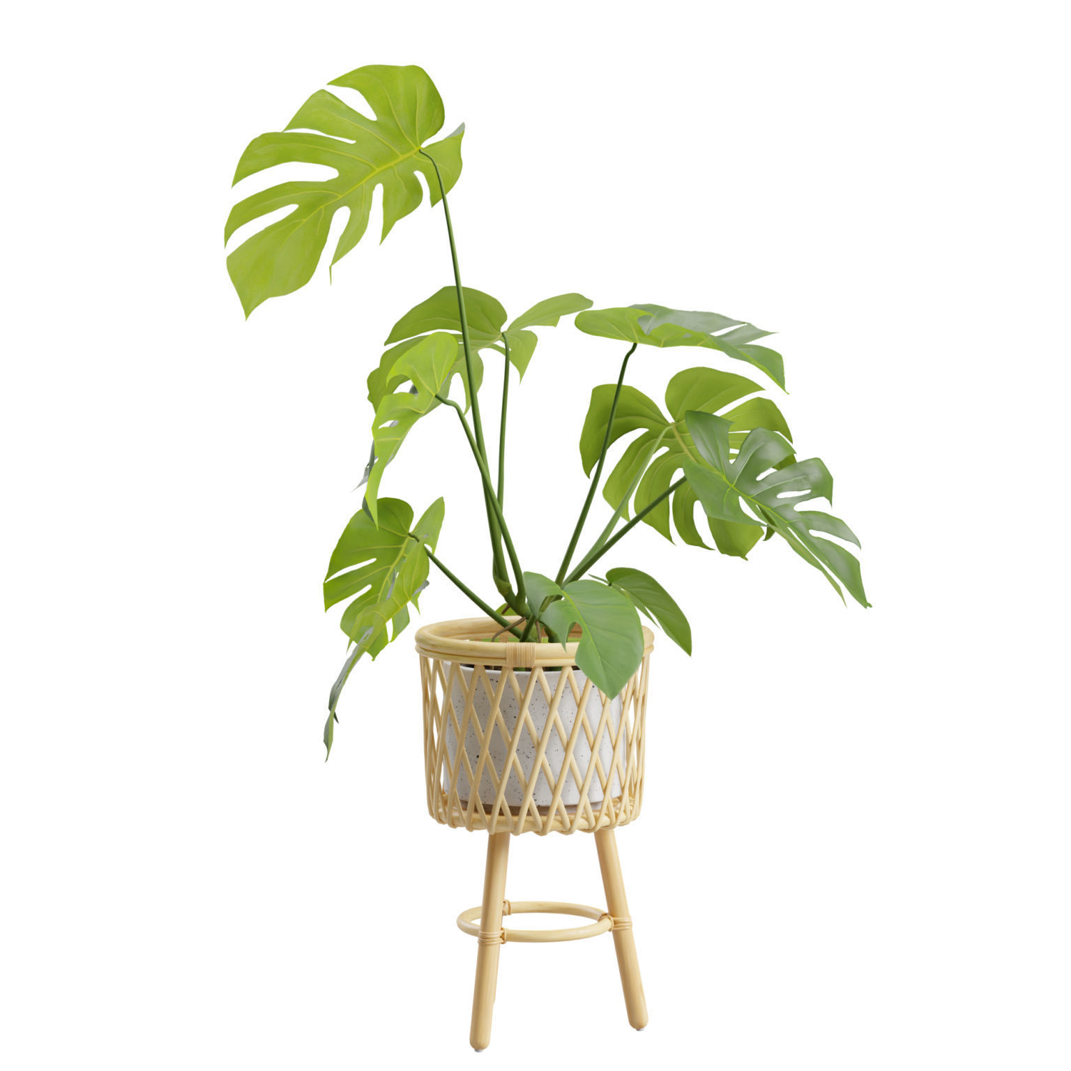 Bamboo Stand Plant Monstera Deliciosa 3D model | CGTrader