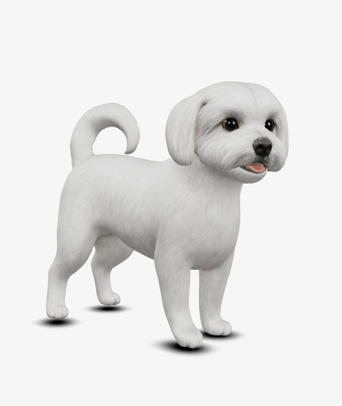 3D model Dog Maltese VR / AR / low-poly | CGTrader