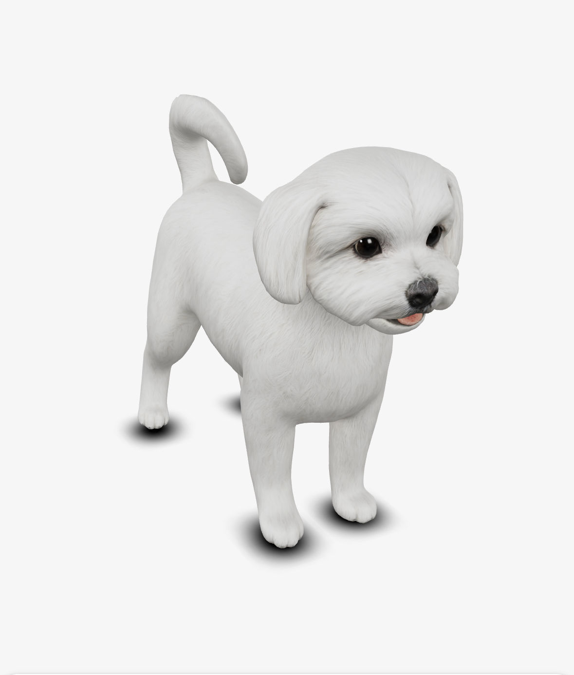 3D model Dog Maltese VR / AR / low-poly | CGTrader