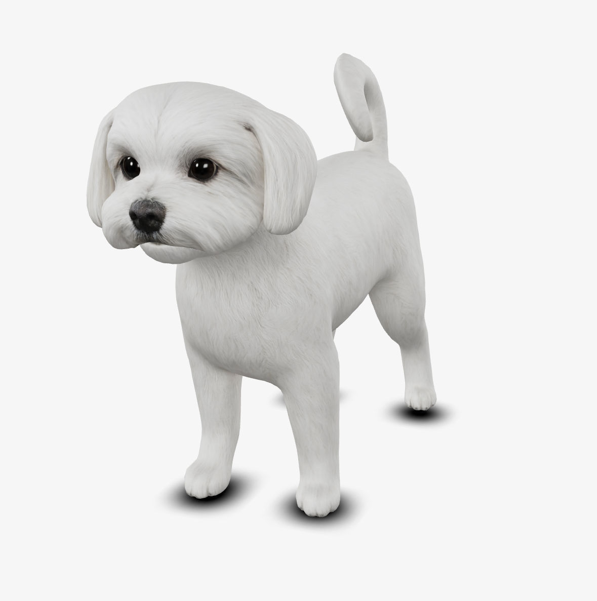 3D model Dog Maltese VR / AR / low-poly | CGTrader