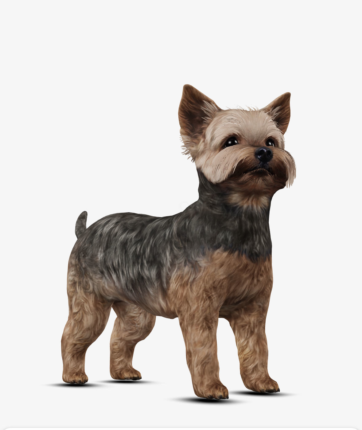 3D model Dog Yorkshire Terrier VR / AR / low-poly | CGTrader