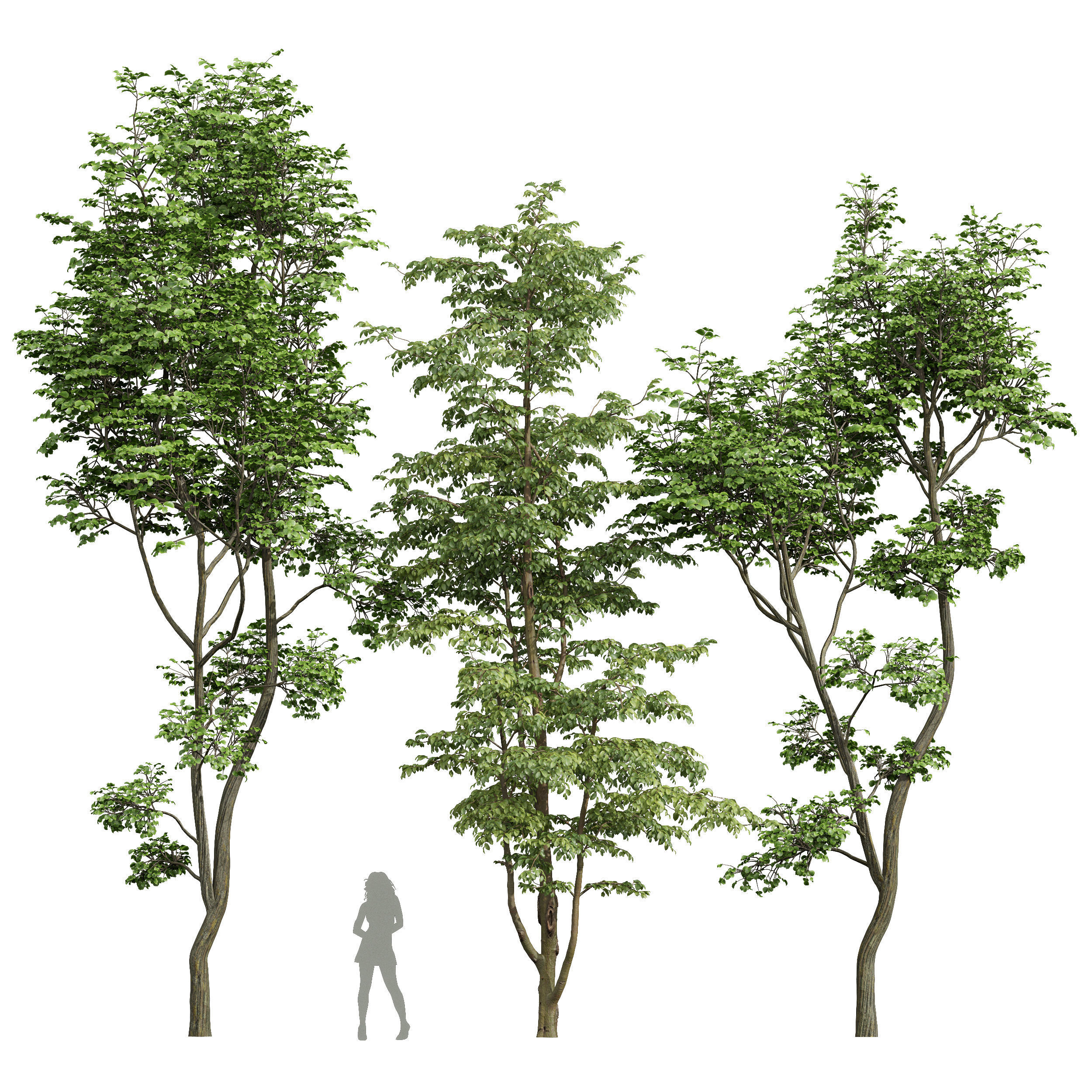Carpinus Betulus and Hazel leave free 3D model | CGTrader