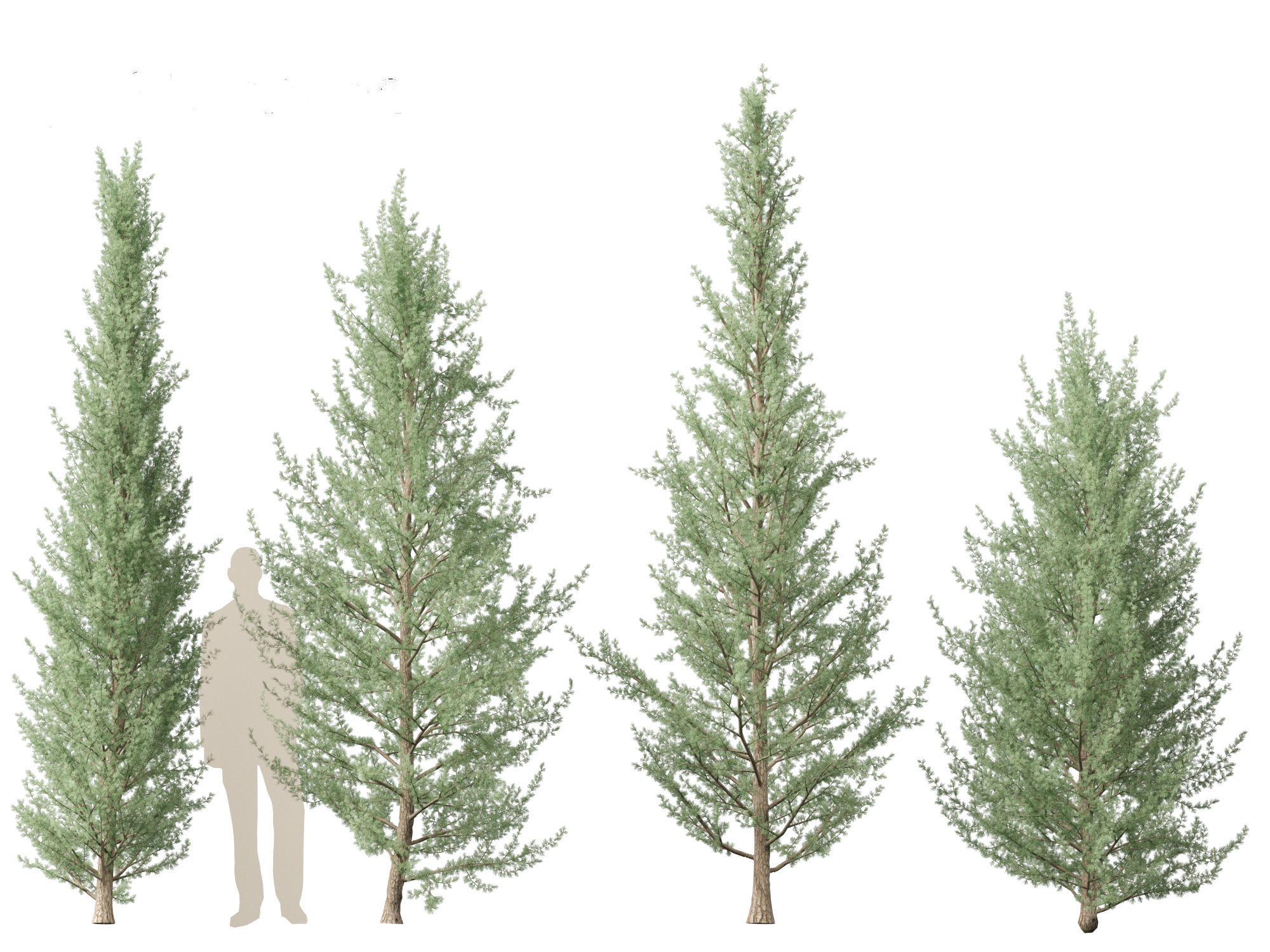 Cedrus atlantica Glauca Fastigiata - Columnar Blue Atlas Ceadar 3D ...