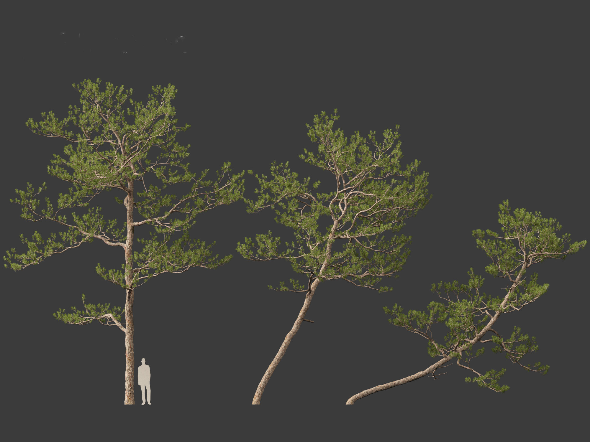 Pinus elliottii - Slash pine 3D model | CGTrader