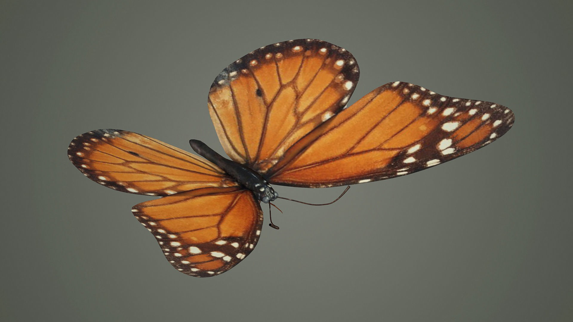 Danaus Plexippus Butterfly Milkweed Monarch tiger wanderer 3D model ...