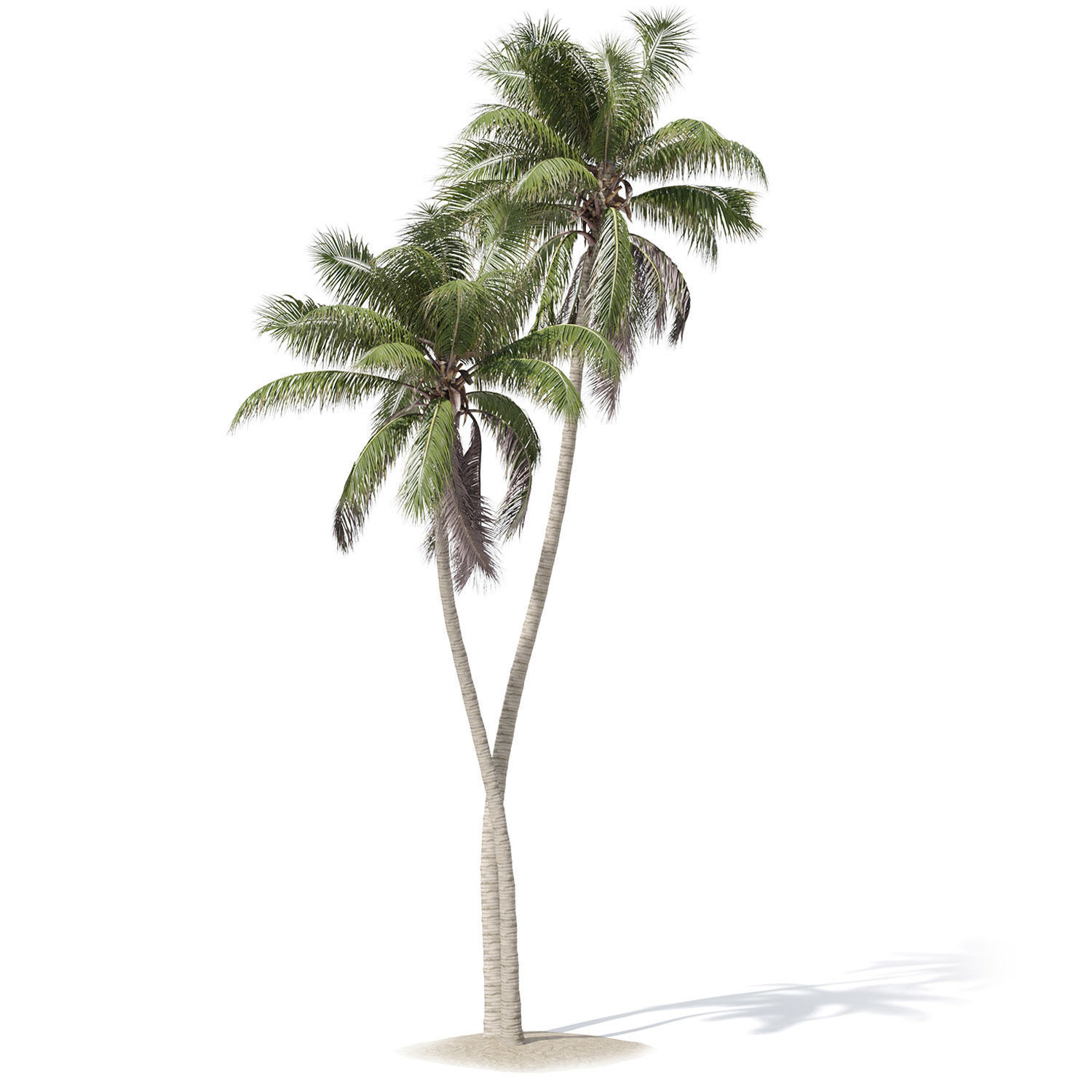Cocos nucifera palm tree 01 3D model | CGTrader