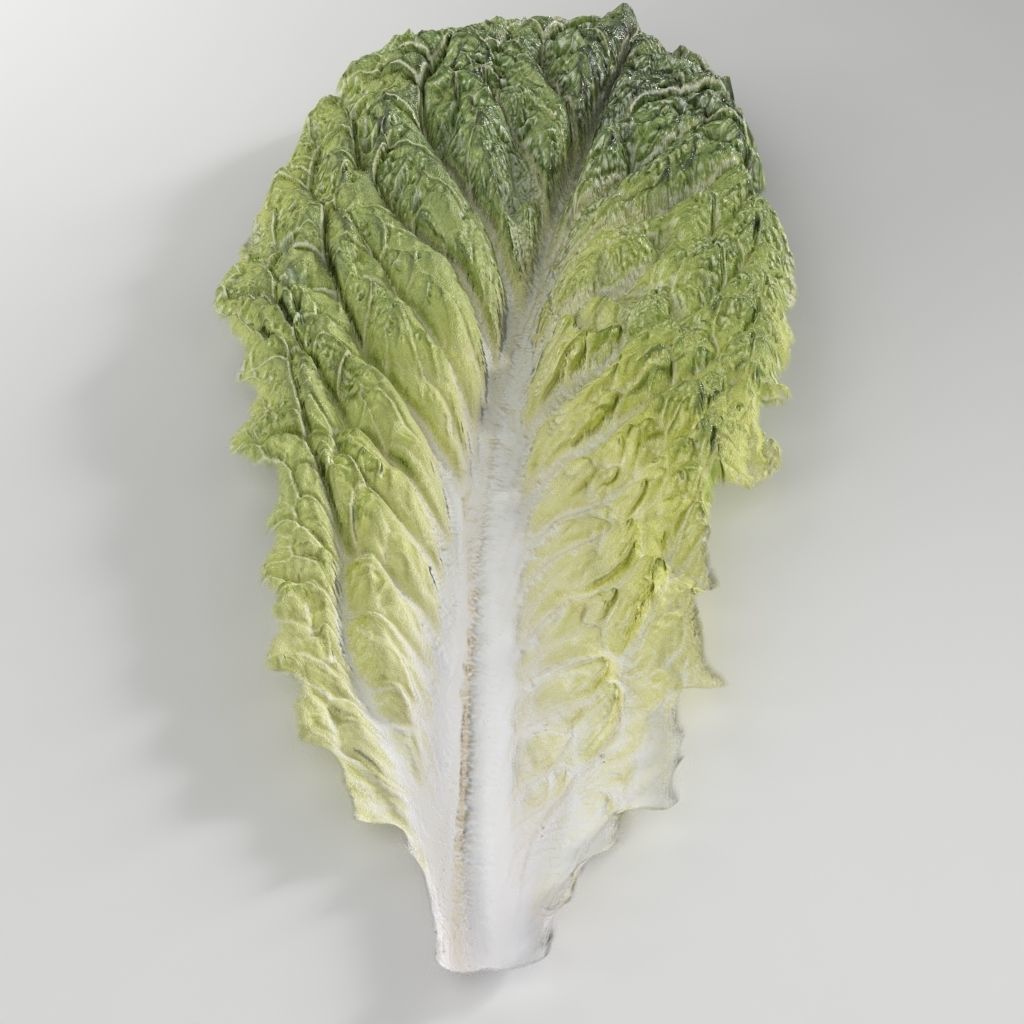 3D model Lettuce Romaine Leaf VR / AR / low-poly | CGTrader