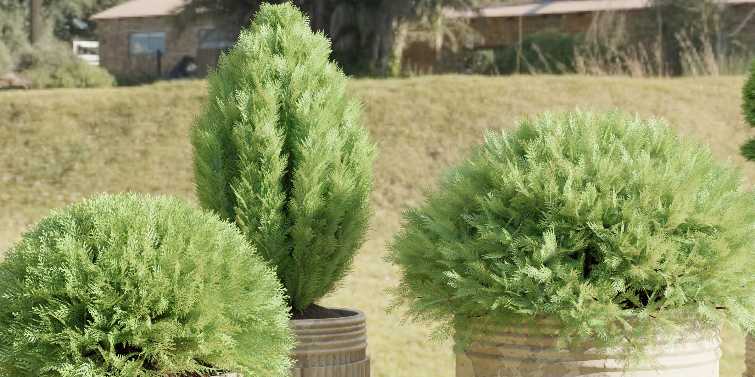 juniper cypress collection vol 114-Blender 3D model | CGTrader