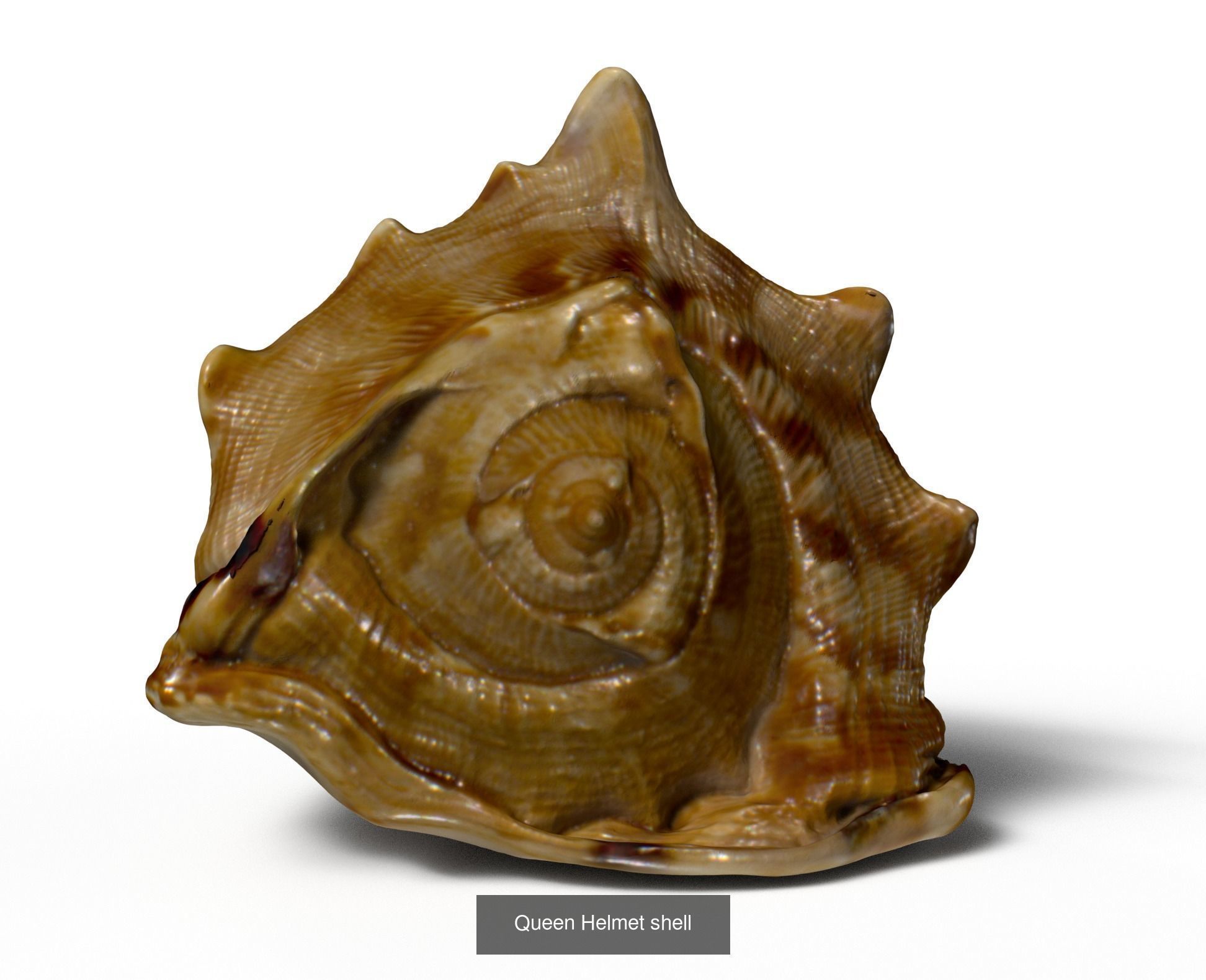Sea Shells 3 Pack high resolution scans of real shells 3D Model ...
