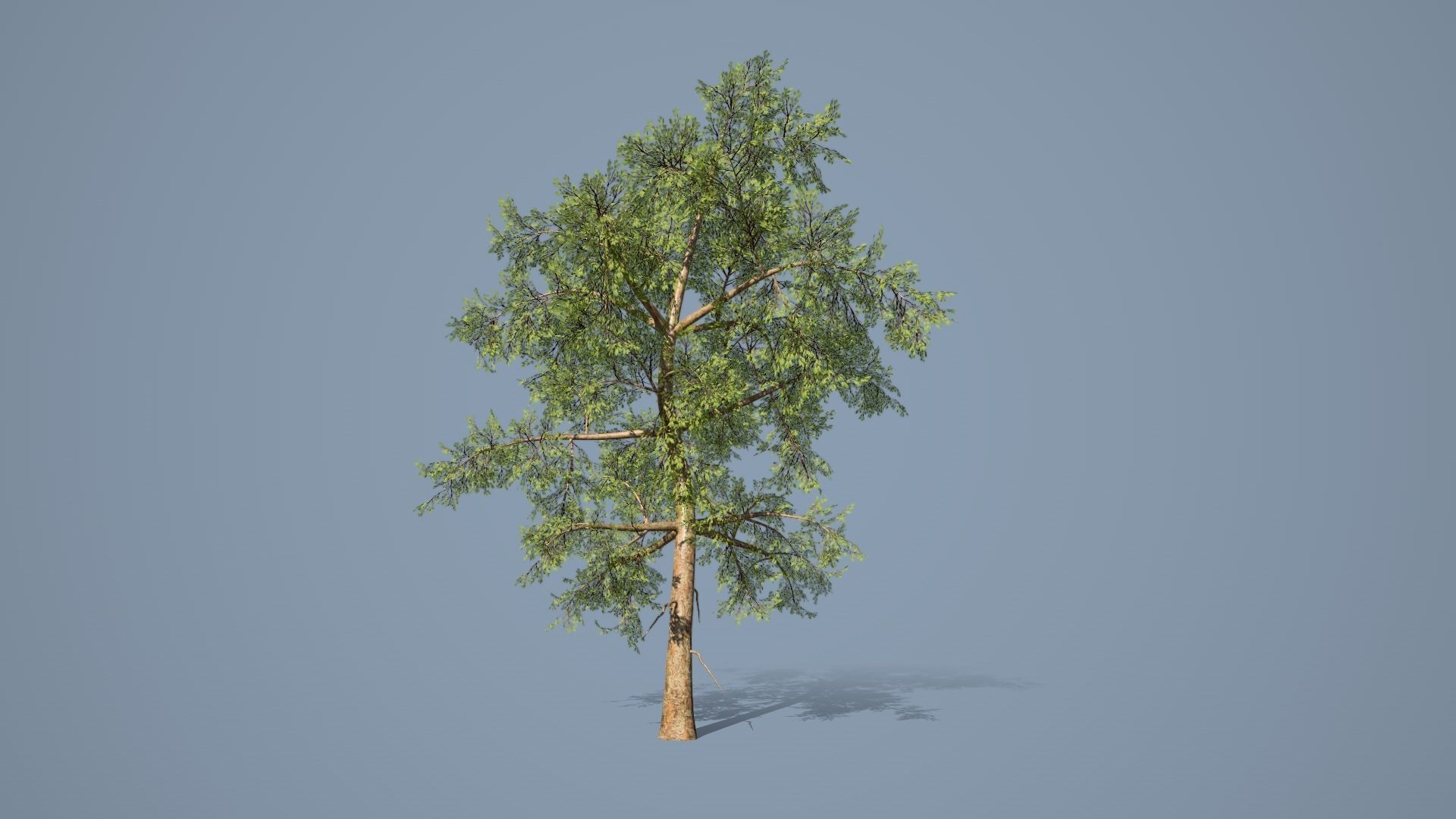 Low Poly Pine Tree free VR / AR / low-poly 3D model | CGTrader