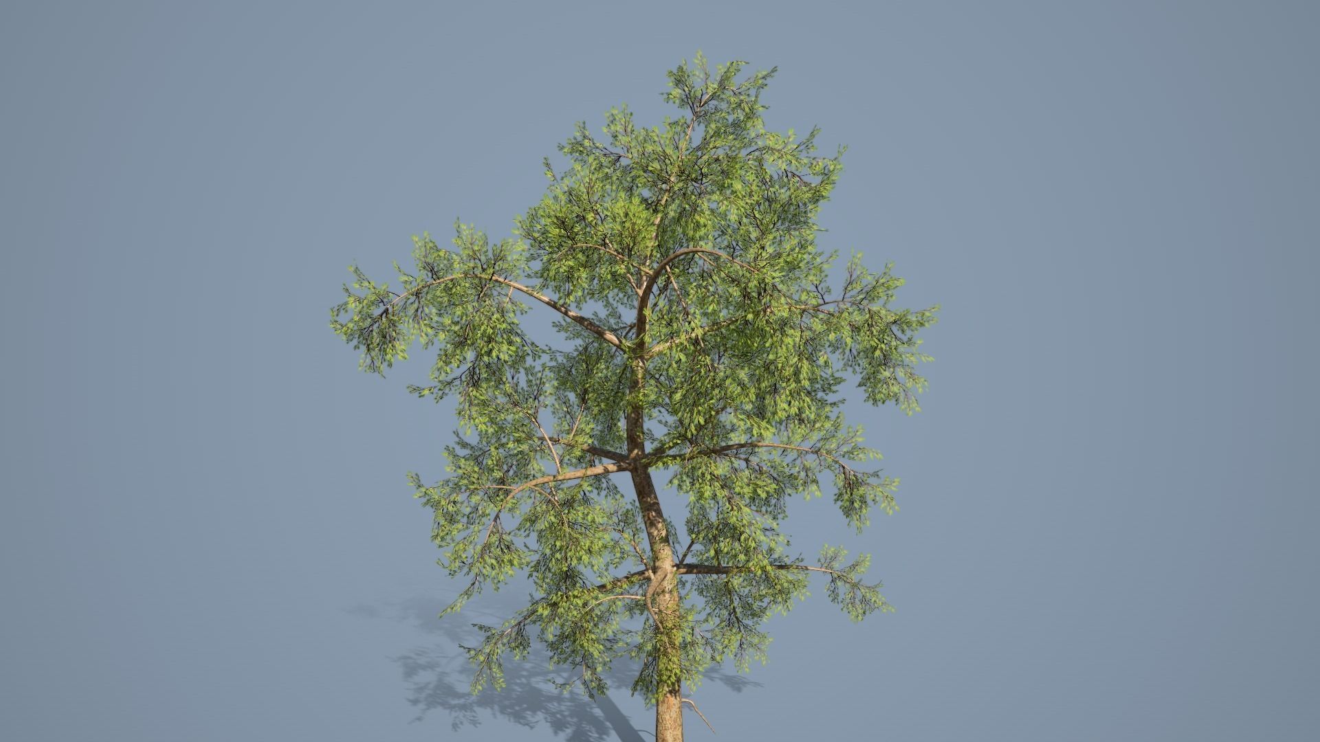 Low Poly Pine Tree free VR / AR / low-poly 3D model | CGTrader