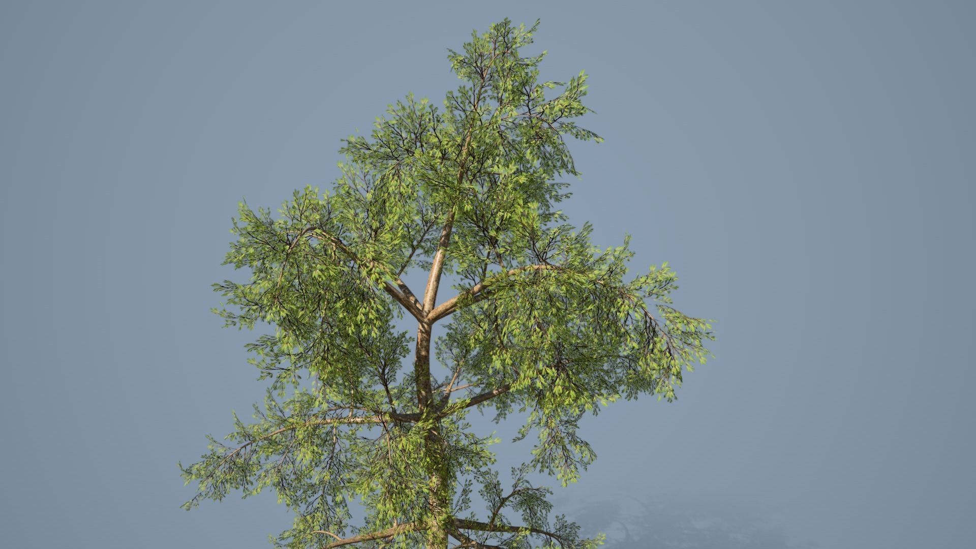 Low Poly Pine Tree free VR / AR / low-poly 3D model | CGTrader