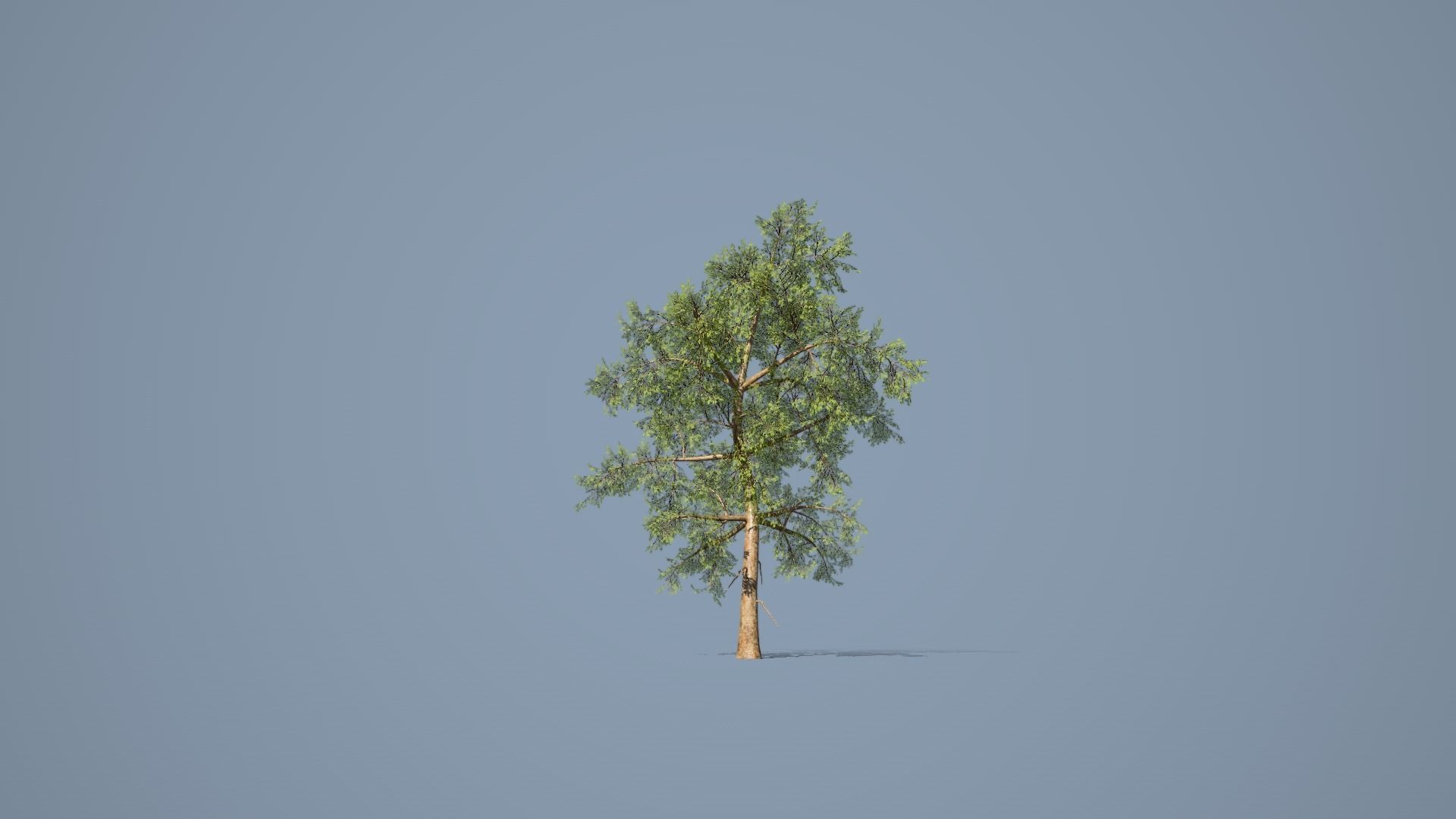 Low Poly Pine Tree free VR / AR / low-poly 3D model | CGTrader